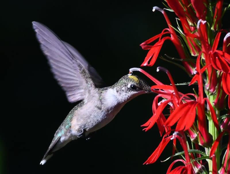 The Cardinal Flower and the Ruby-throated Hummingbird - Medford Leas ...