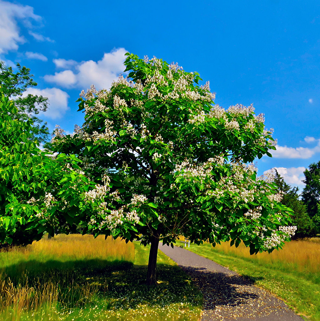 The Catalpa Tree in Katzell Grove – Medford Leas Residents Association